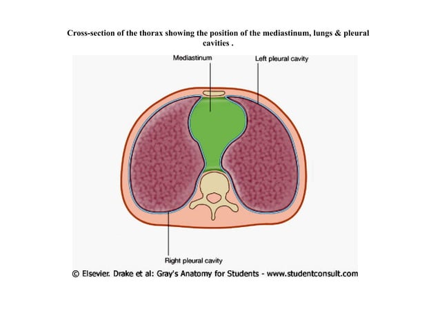 Lecture 3 lungs & pleura | PDF
