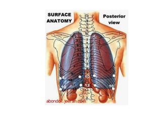Posterior Anatomy Of The Lungs