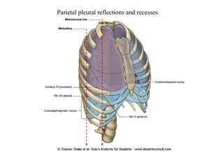 Lines Of Pleural Reflection