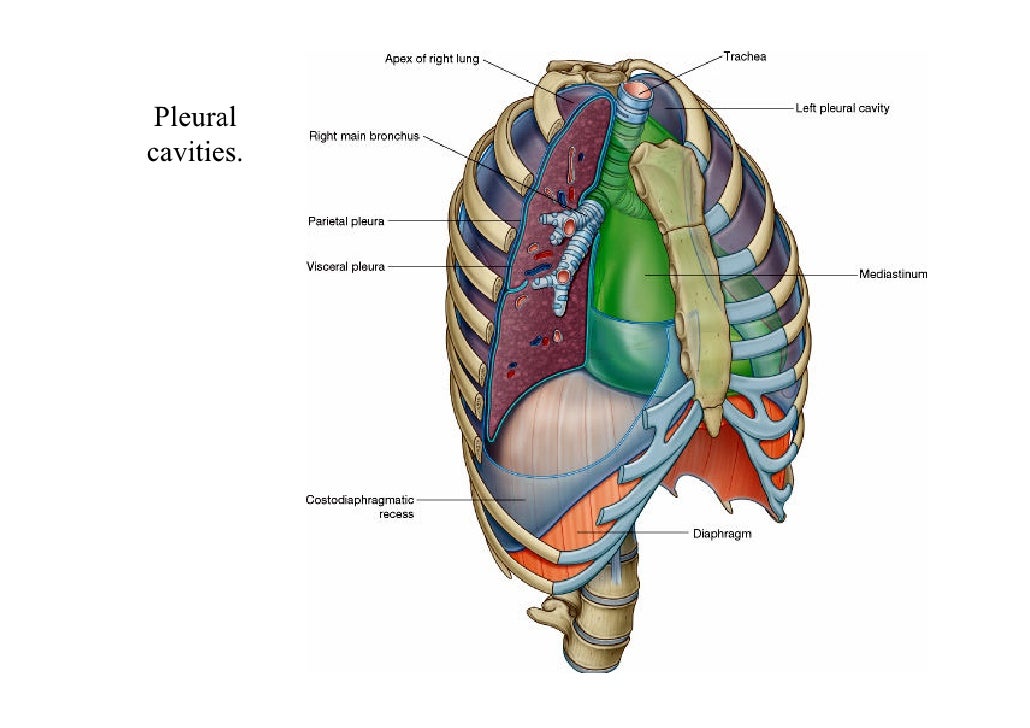 Lung Pleural Cupola at Mona Smith blog