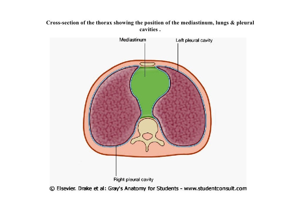 Lecture 3 lungs & pleura