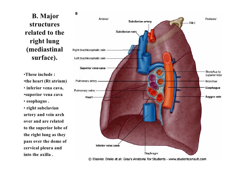 Lecture 3 lungs & pleura