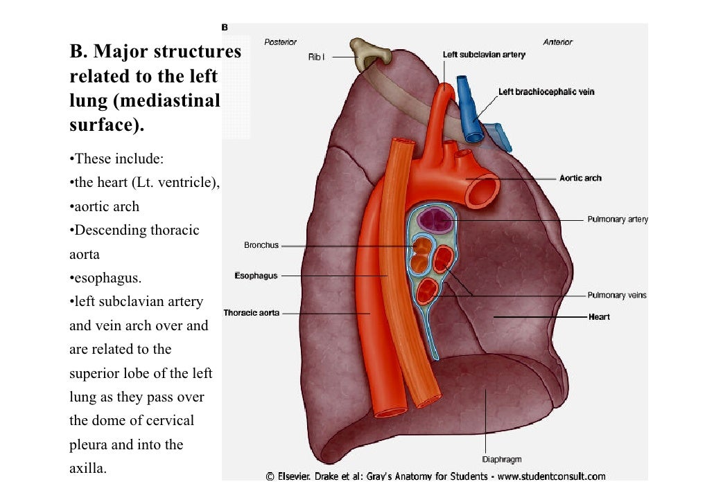 Lecture 3 lungs & pleura