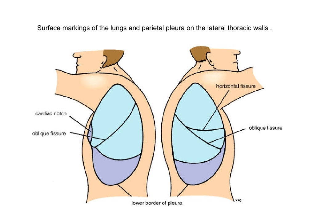 Lung Lobes Posterior