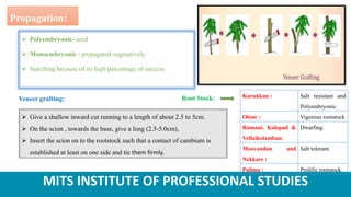 CULTIVATION PRACTICES OF MANGO | PPTX