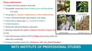 CULTIVATION PRACTICES OF MANGO | PPTX