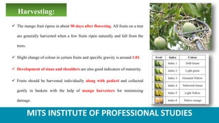 CULTIVATION PRACTICES OF MANGO | PPTX