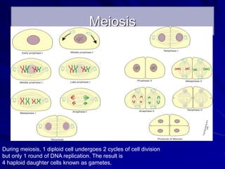 Lecture # 3 (MB).ppt