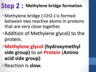 Lecture (3) mechanisms of fixation | PPTX