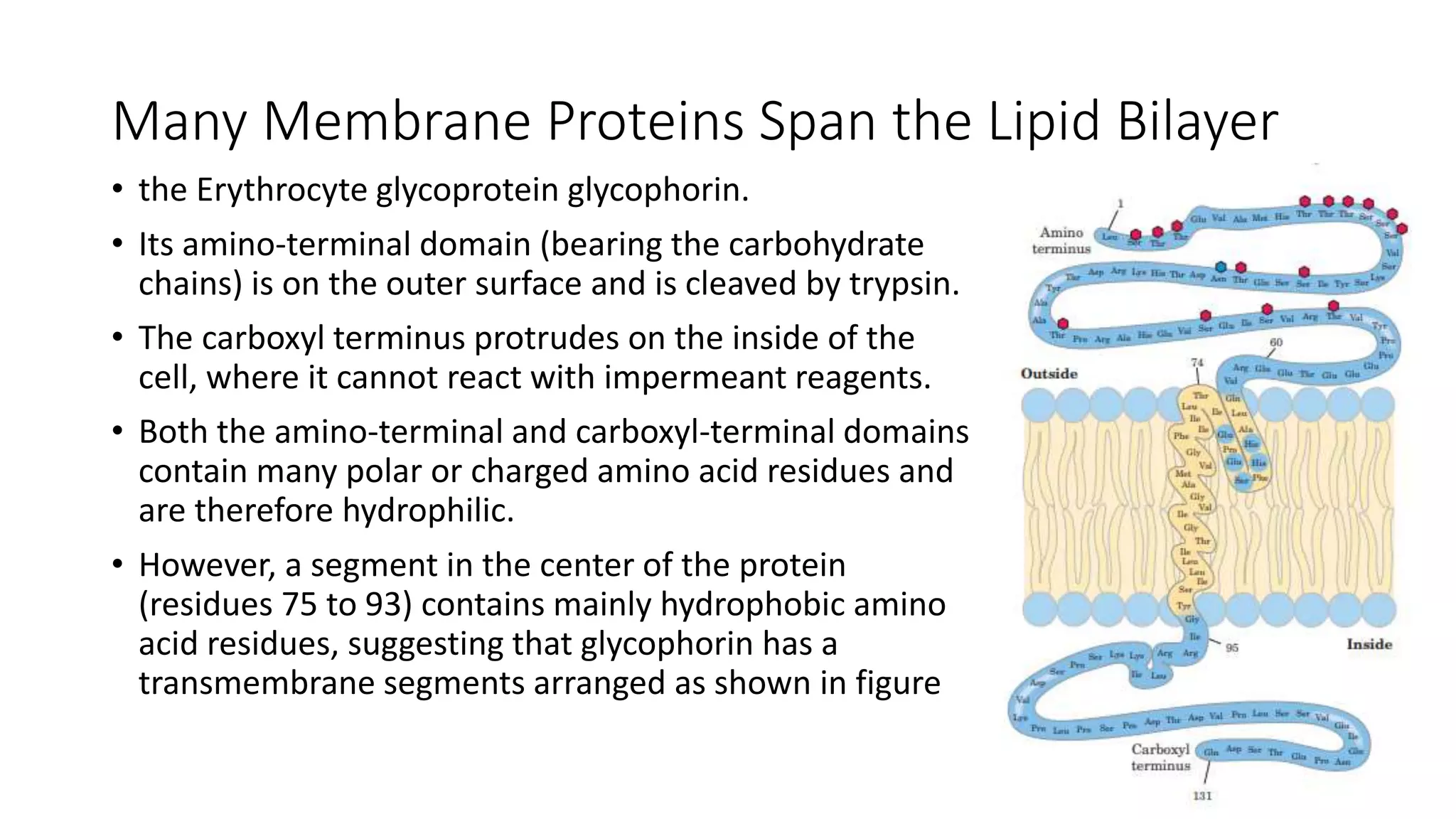 lecture 3 membrane proteins.pptx
