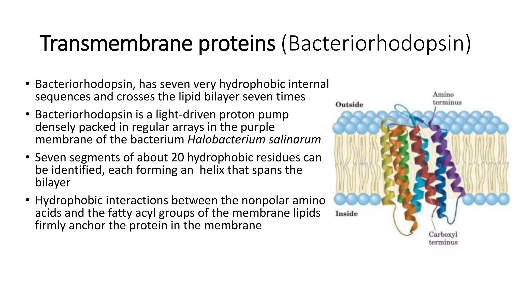 lecture 3 membrane proteins.pptx