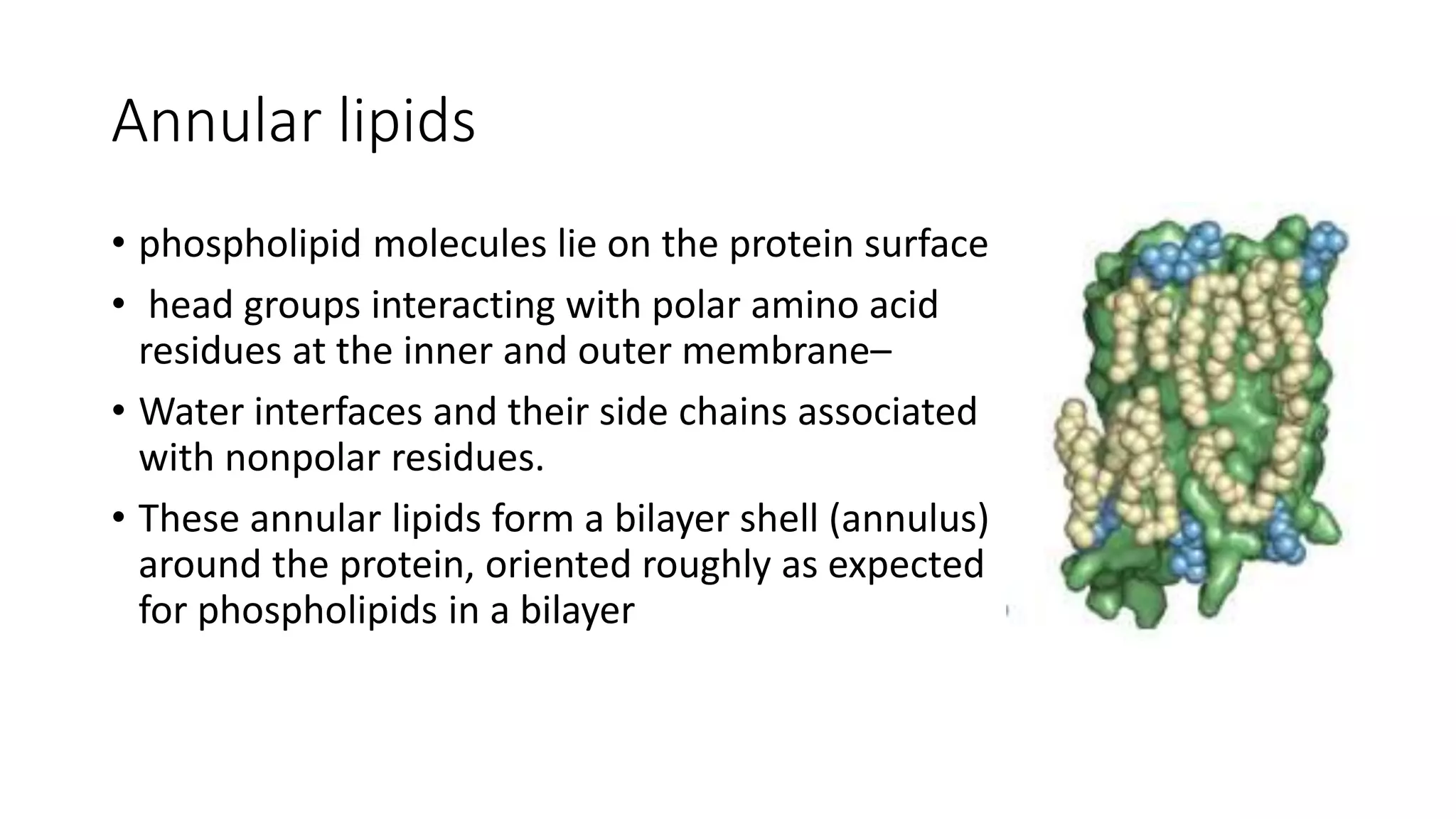 lecture 3 membrane proteins.pptx
