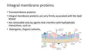 lecture 3 membrane proteins.pptx