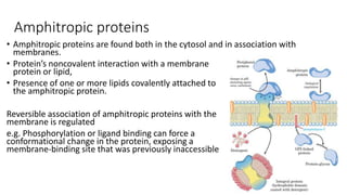 lecture 3 membrane proteins.pptx