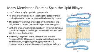 lecture 3 membrane proteins.pptx