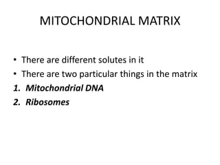 MITOCHONDRIA Is The powerhouse of the cell.pptx