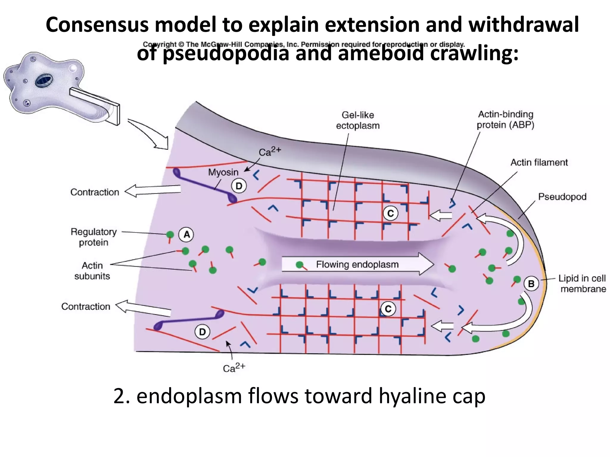 Lecture 3 movement 2nd sem 2008-2009 | PDF