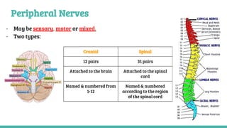 Lecture (3) NERVOUS SYSTEM .pdf