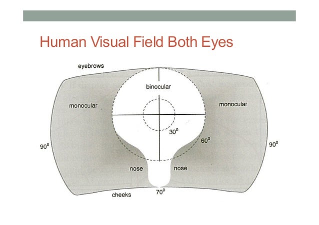 COMP 4010 Lecture3: Human Perception