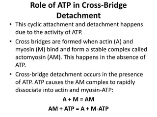 lecture 3 physio.pptx | Biological Sciences | Science