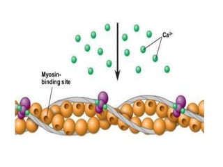 lecture 3 physio.pptx | Biological Sciences | Science