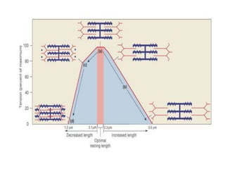 lecture 3 physio.pptx | Biological Sciences | Science