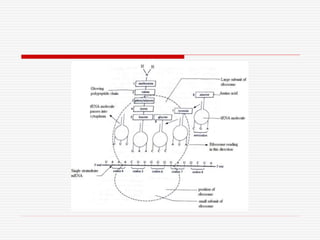 Lecture 3 protein synthesis | PPTX