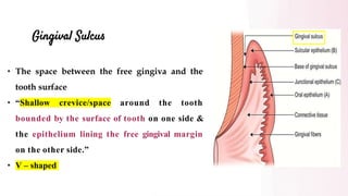 GINGIVA Macroscopic features | PPTX