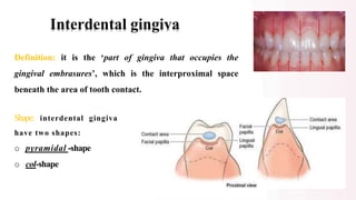 GINGIVA Macroscopic features | PPTX
