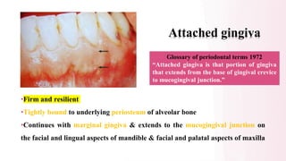 GINGIVA Macroscopic features | PPTX