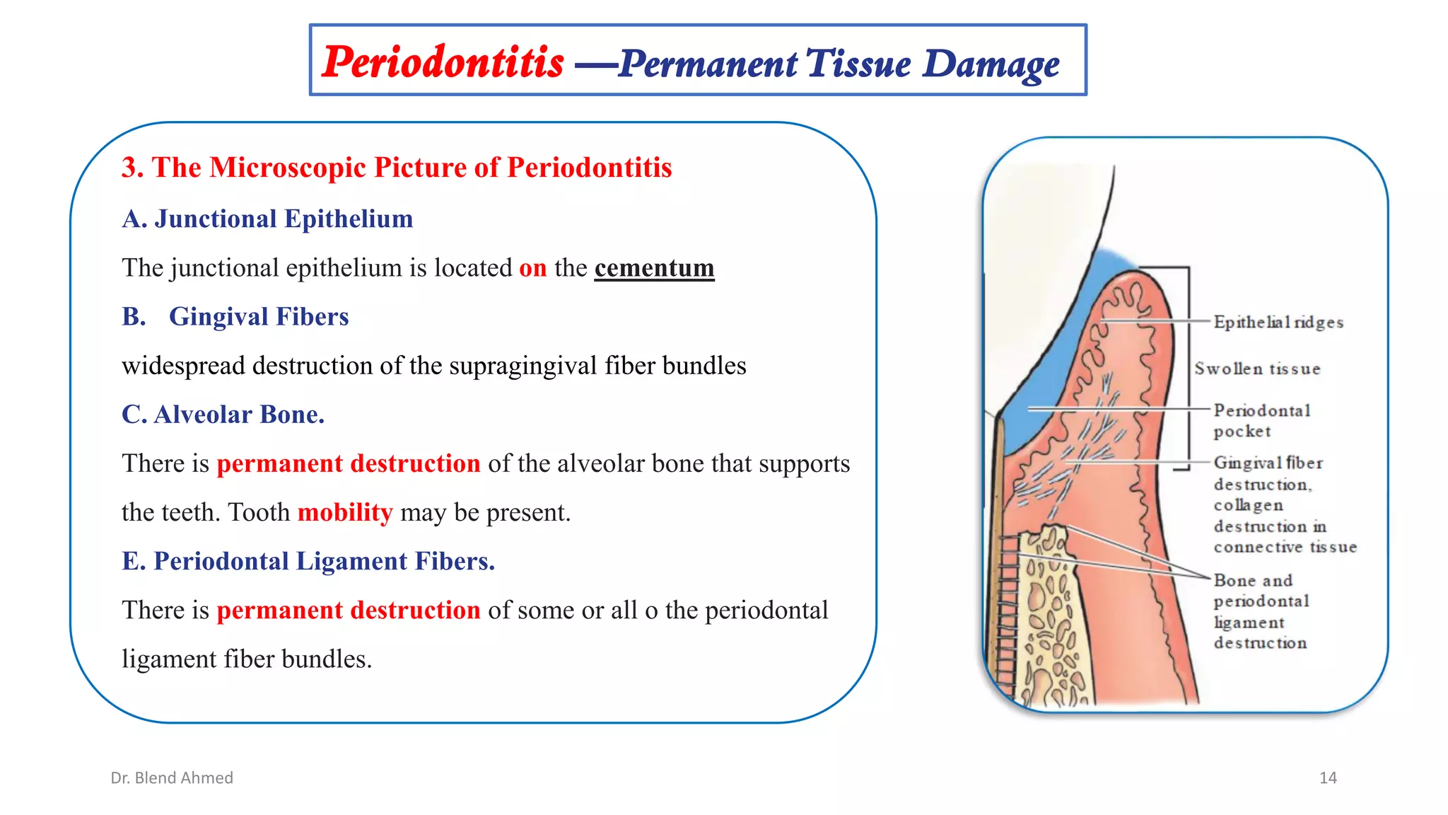Periodontium in Health and Disease | PDF