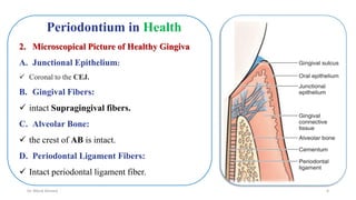 Periodontium in Health and Disease | PDF