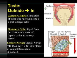 Lecture 3 Smell And Taste | PPT