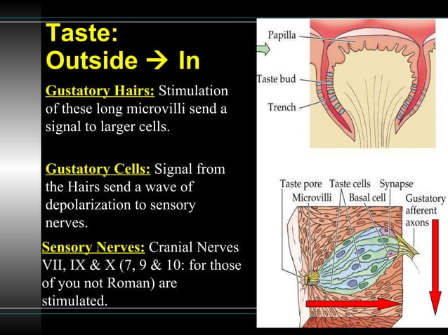 Lecture 3 Smell And Taste | PPT