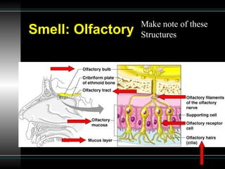 Lecture 3 Smell And Taste | PPT