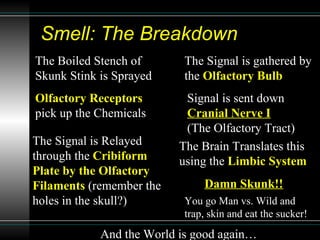 Lecture 3 Smell And Taste | PPT