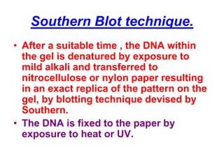 Lecture 3 southern blotting | PPT