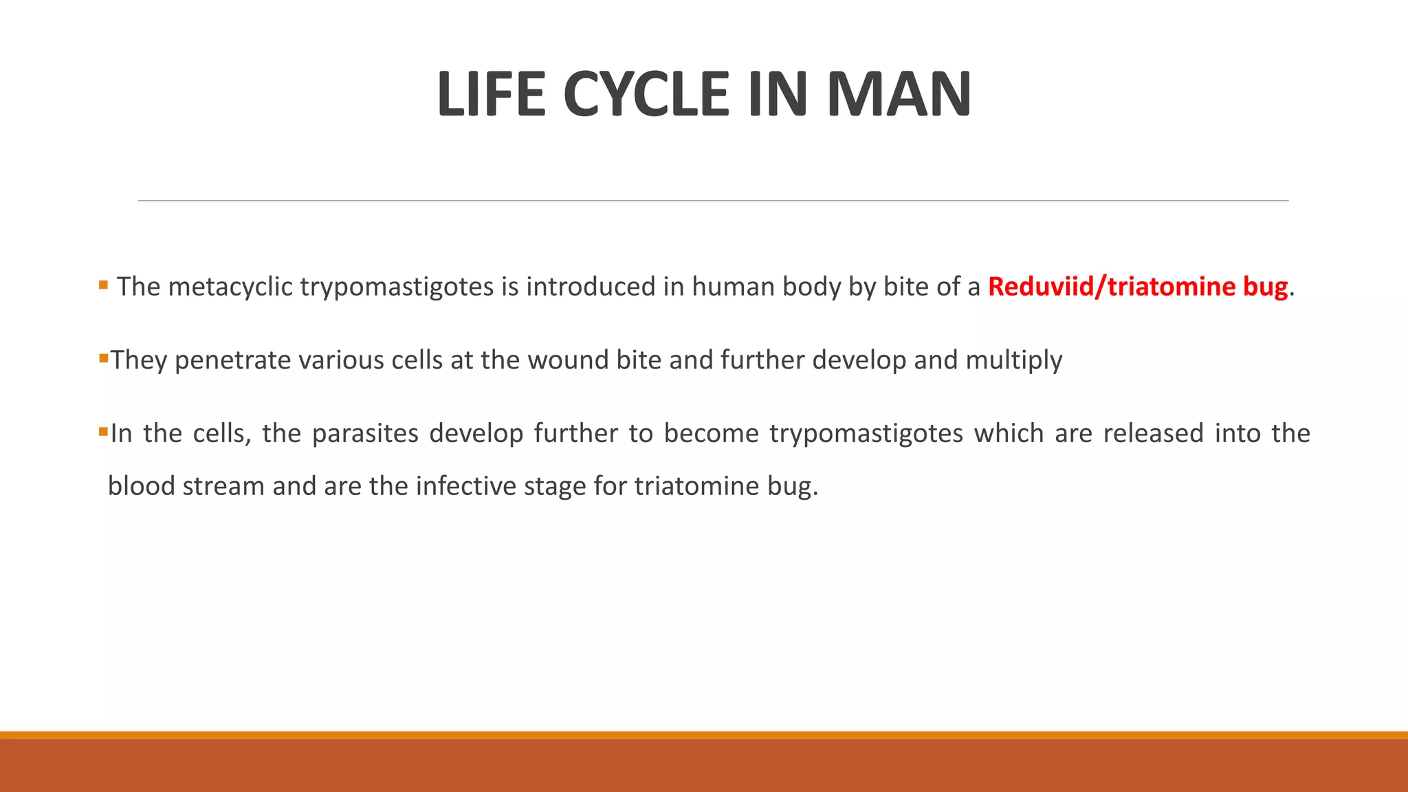 Lecture 3 (T. cruzi) .pptx