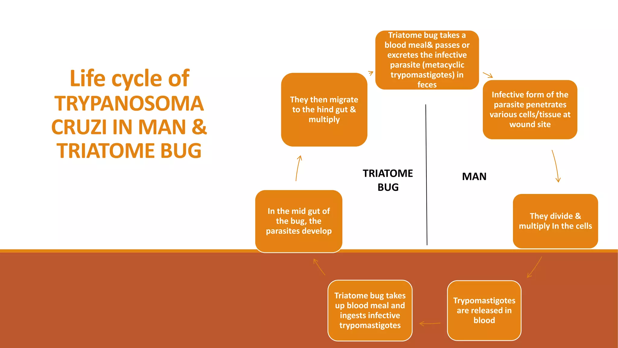 Lecture 3 (T. cruzi) .pptx
