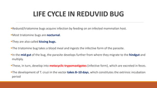 Lecture 3 (T. cruzi) .pptx