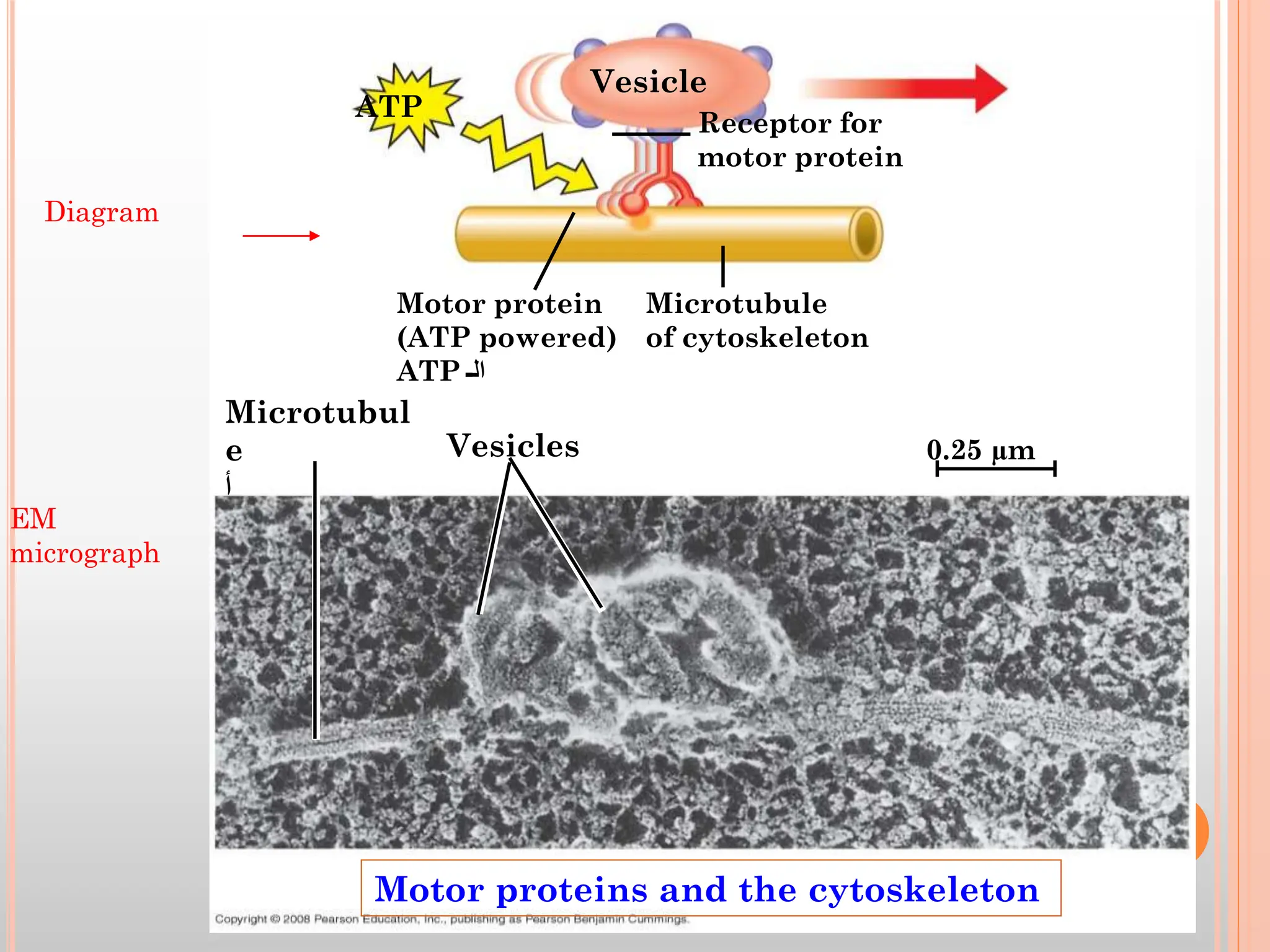 Lecture 3 Terminology 2022 Dr. Rania M.pdf