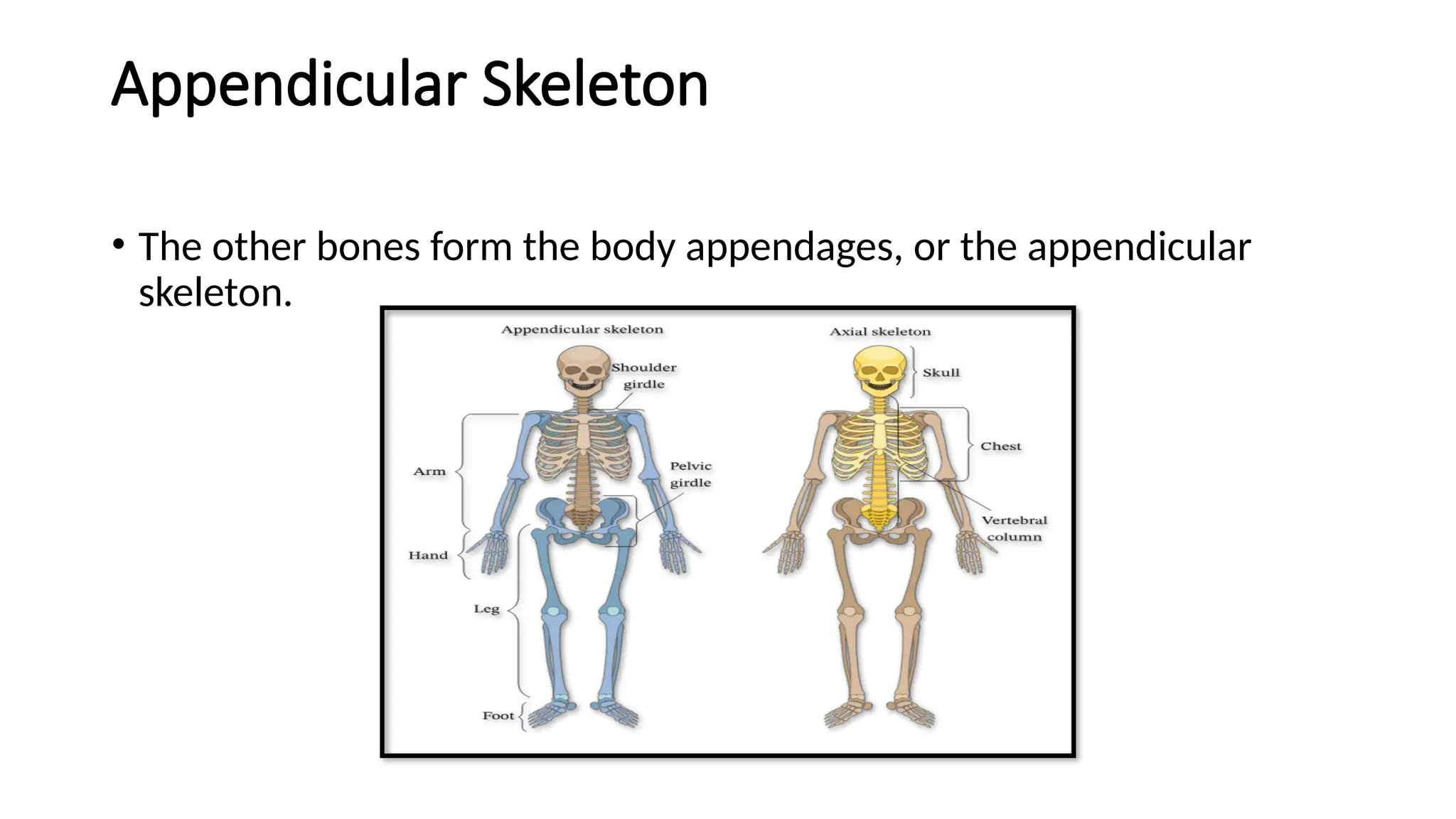 Lecture 3 The Biomechanics of Human Bone Growth and Development.pptx