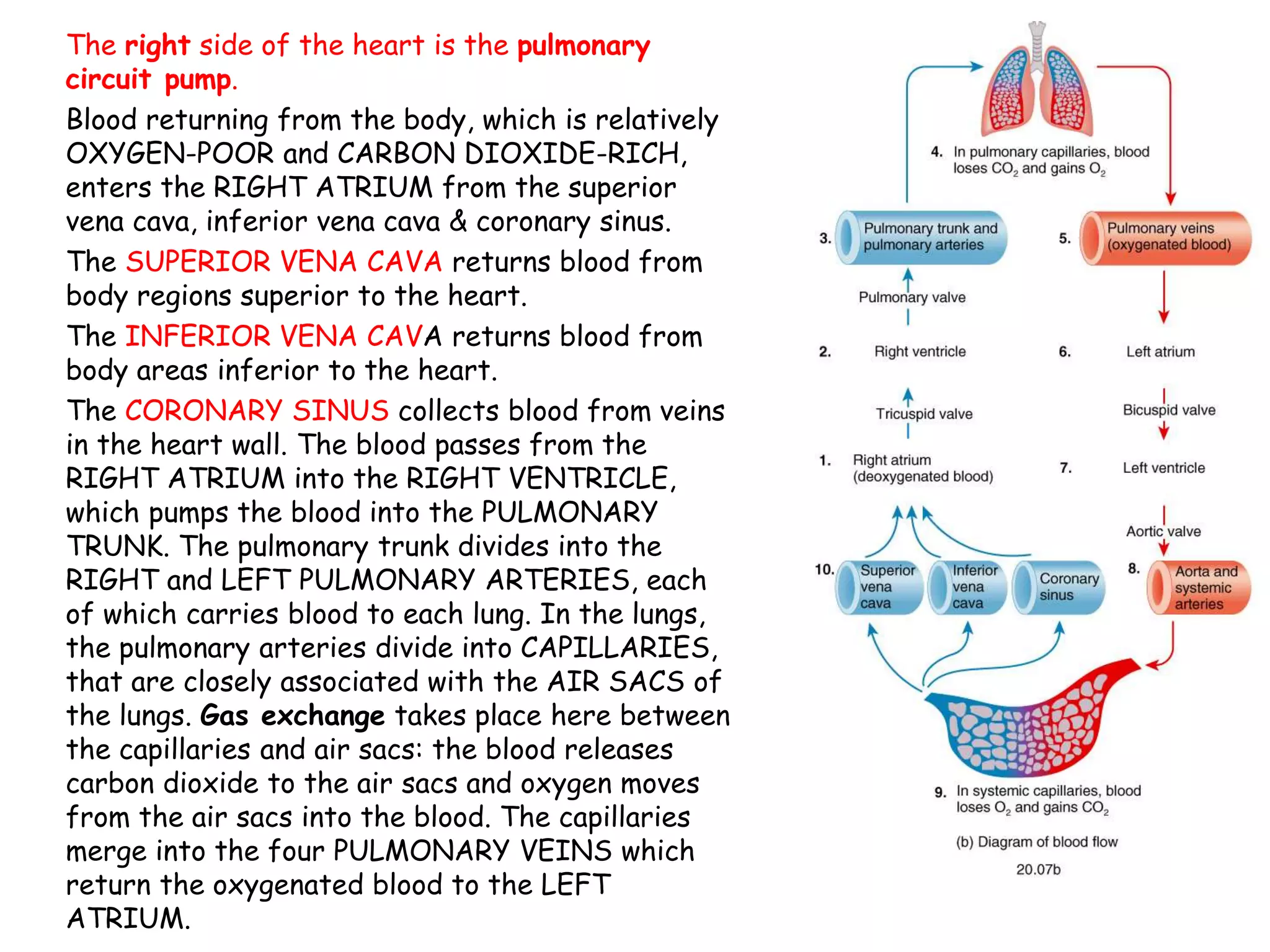Lecture 3 the cardiovascular system | PPT