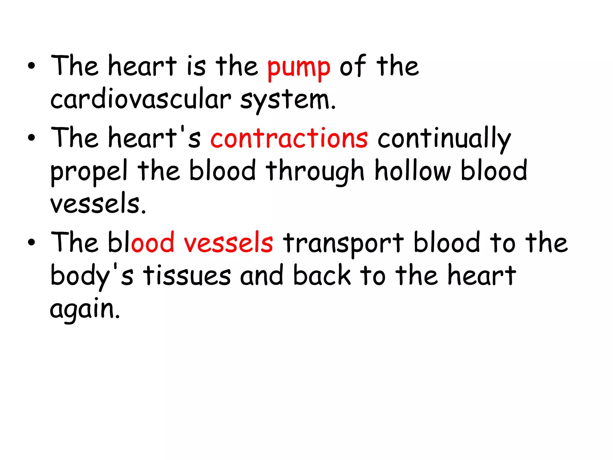 Lecture 3 the cardiovascular system | PPT