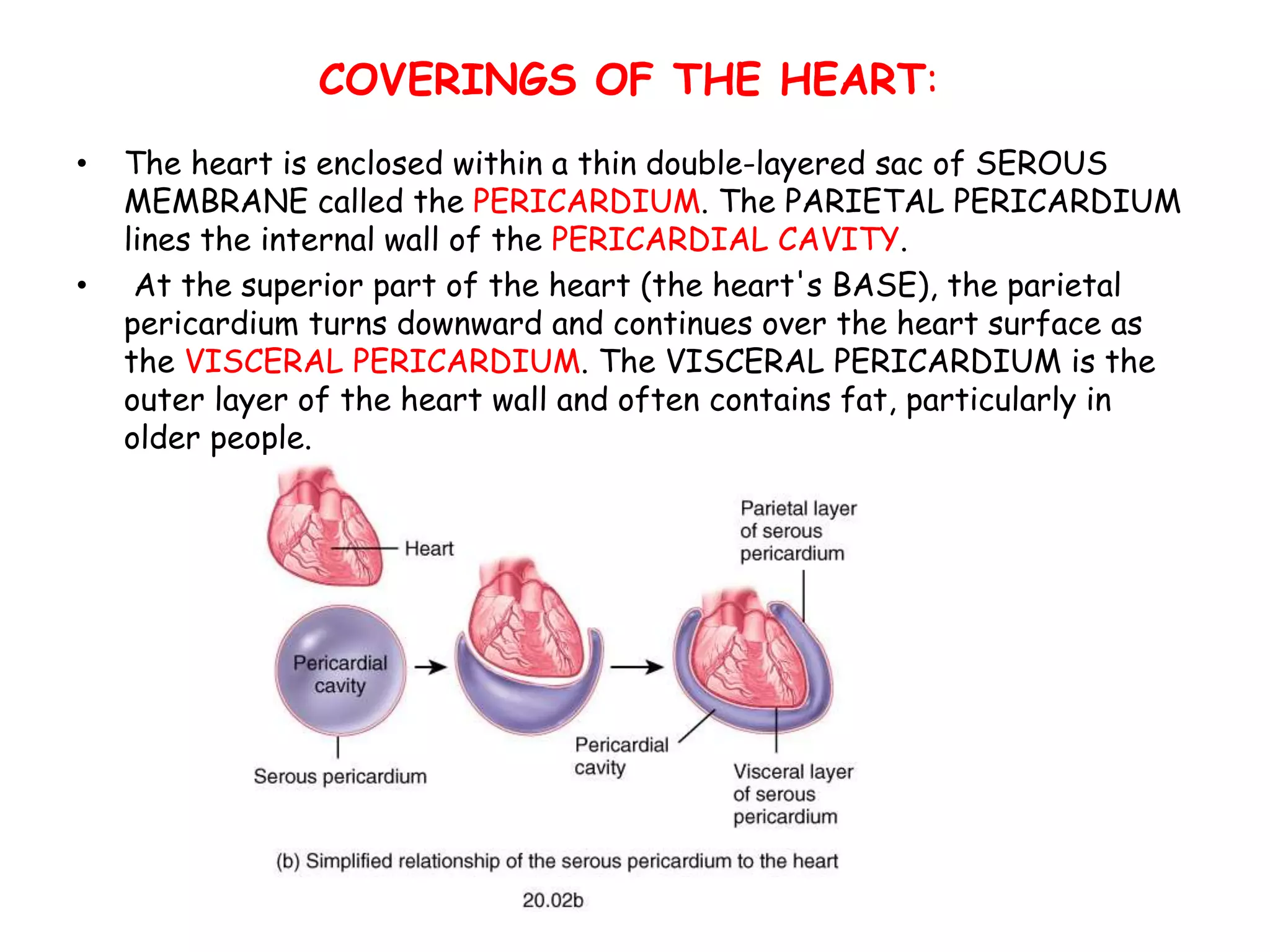 Lecture 3 the cardiovascular system | PPT