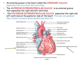 Lecture 3 the cardiovascular system | PPT