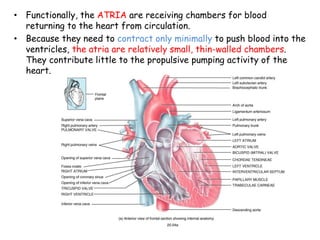 Lecture 3 the cardiovascular system | PPT