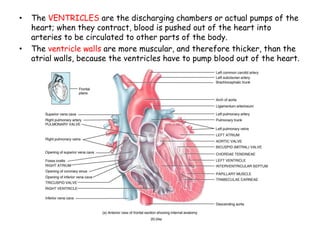Lecture 3 the cardiovascular system | PPTX