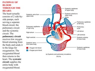 Lecture 3 the cardiovascular system | PPT