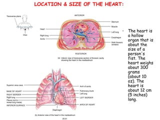 Lecture 3 the cardiovascular system | PPTX